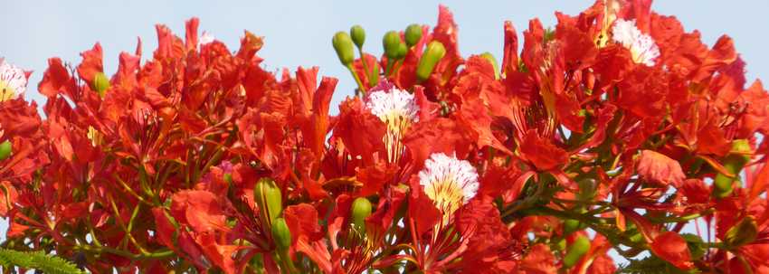 Le flamboyant, l'arbre qui s'embrase au moment du Carême (Delonix regia)