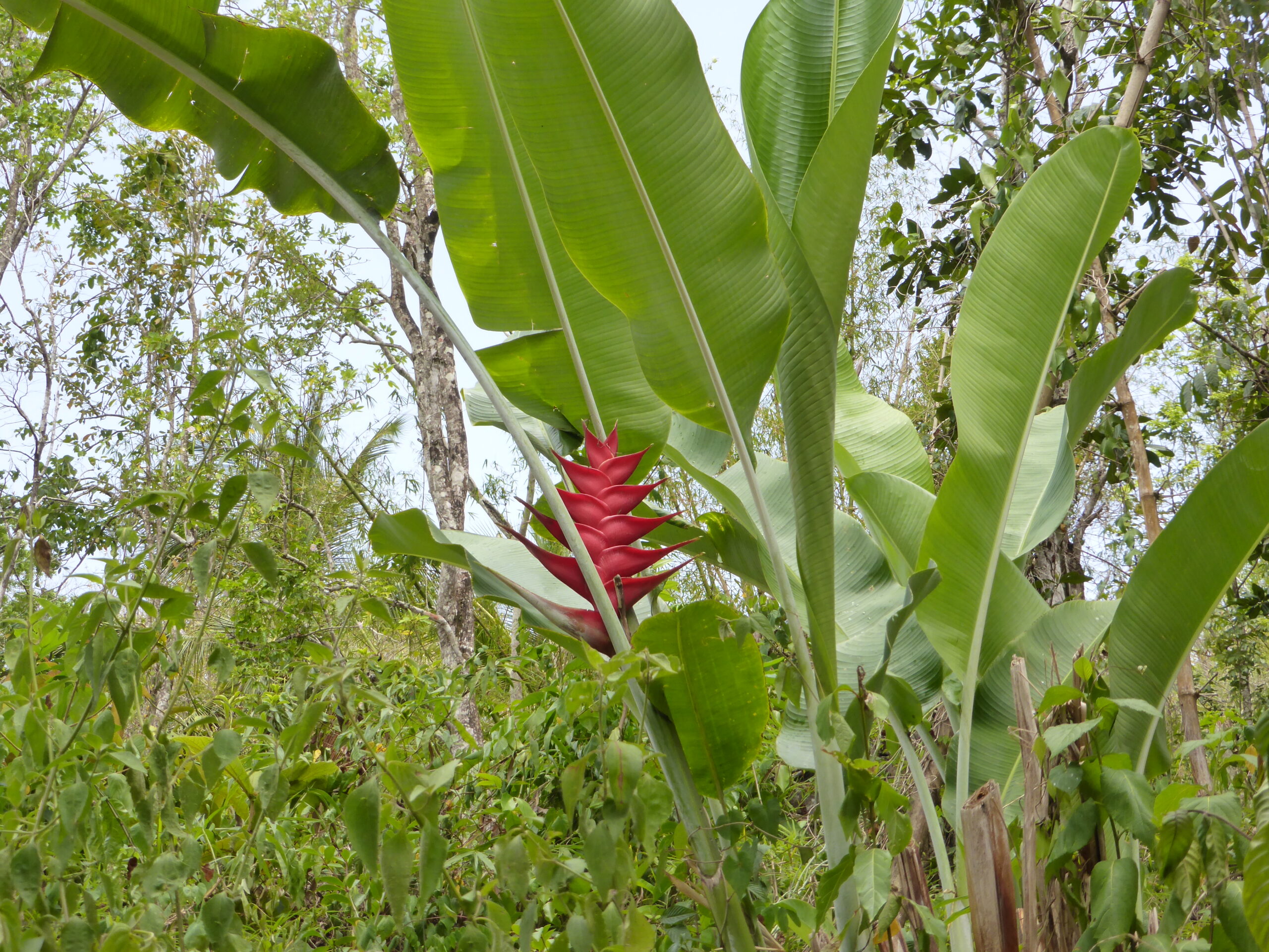 Fleur de balisier (Heliconia caribaea)