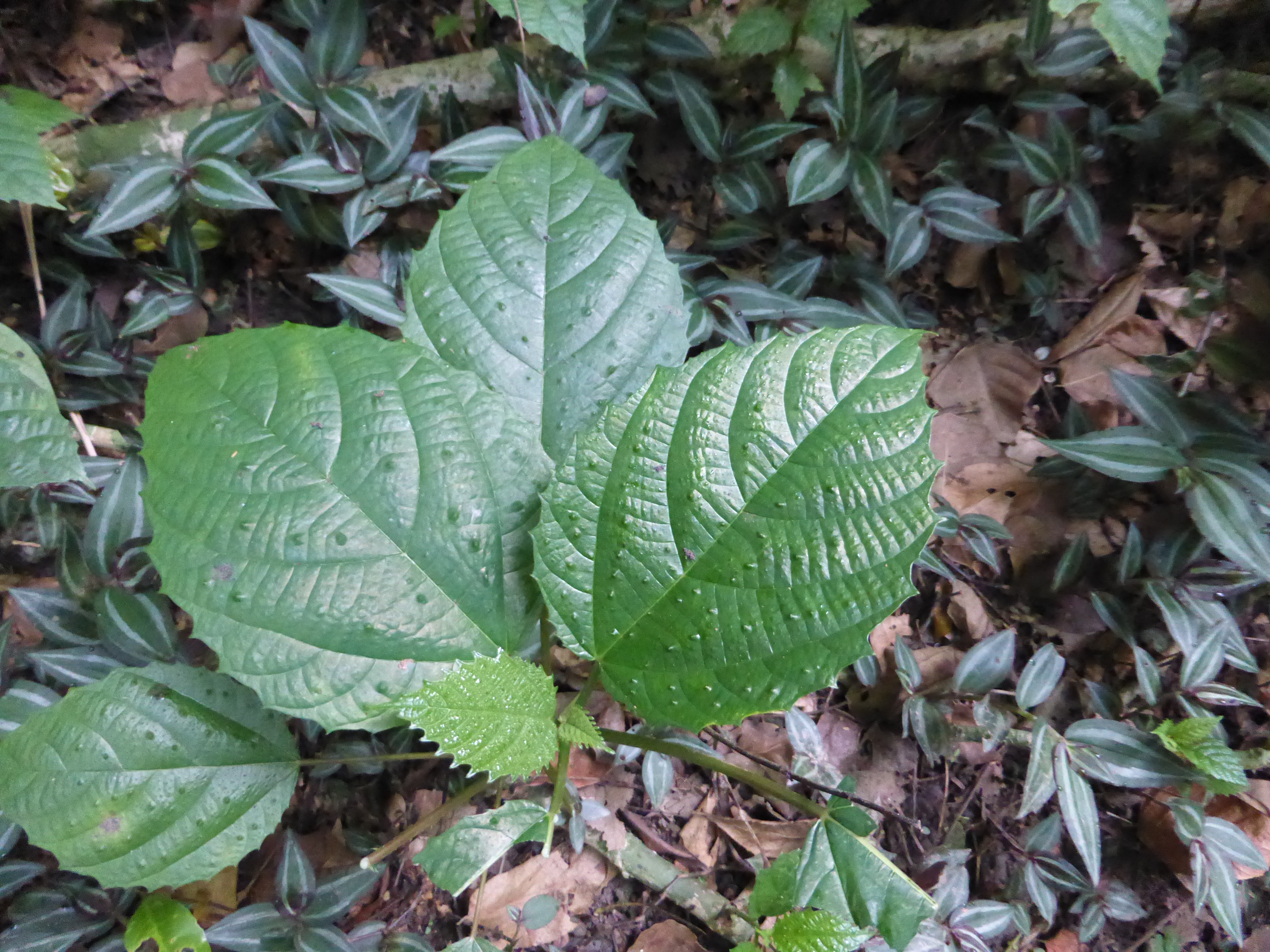Chichicaste: attention plante urticante (Urera baccifera)