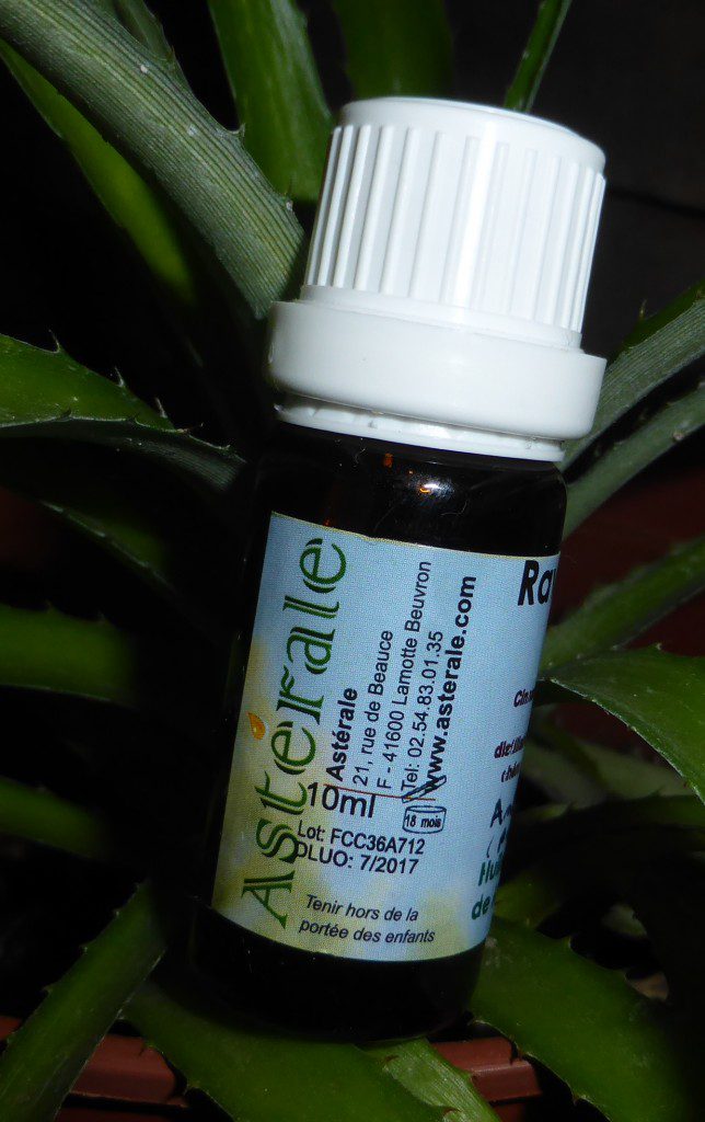 Ravintsara... c'est là que tout a commencé ! (Cinnamomum camphora)